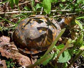 Box Turtle Woods Conservation Area and Trails – Wellfleet Conservation ...