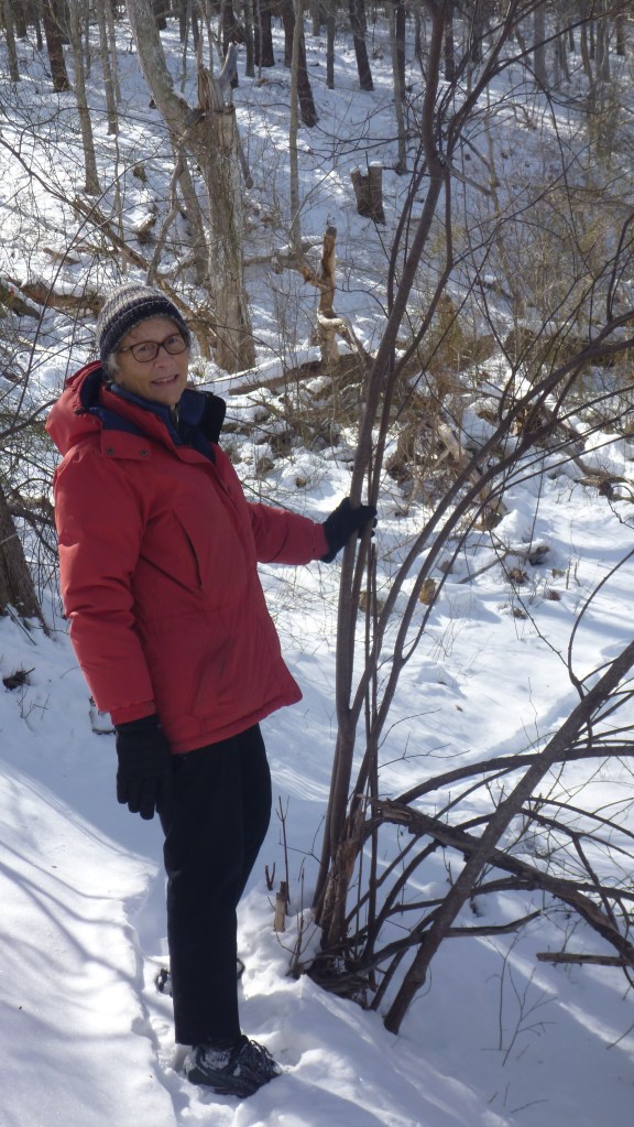 Trails for all seasons – Wellfleet Conservation Trust