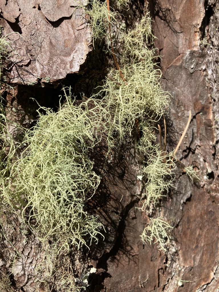 Finding lichen on the Fox Island trail – Wellfleet Conservation Trust
