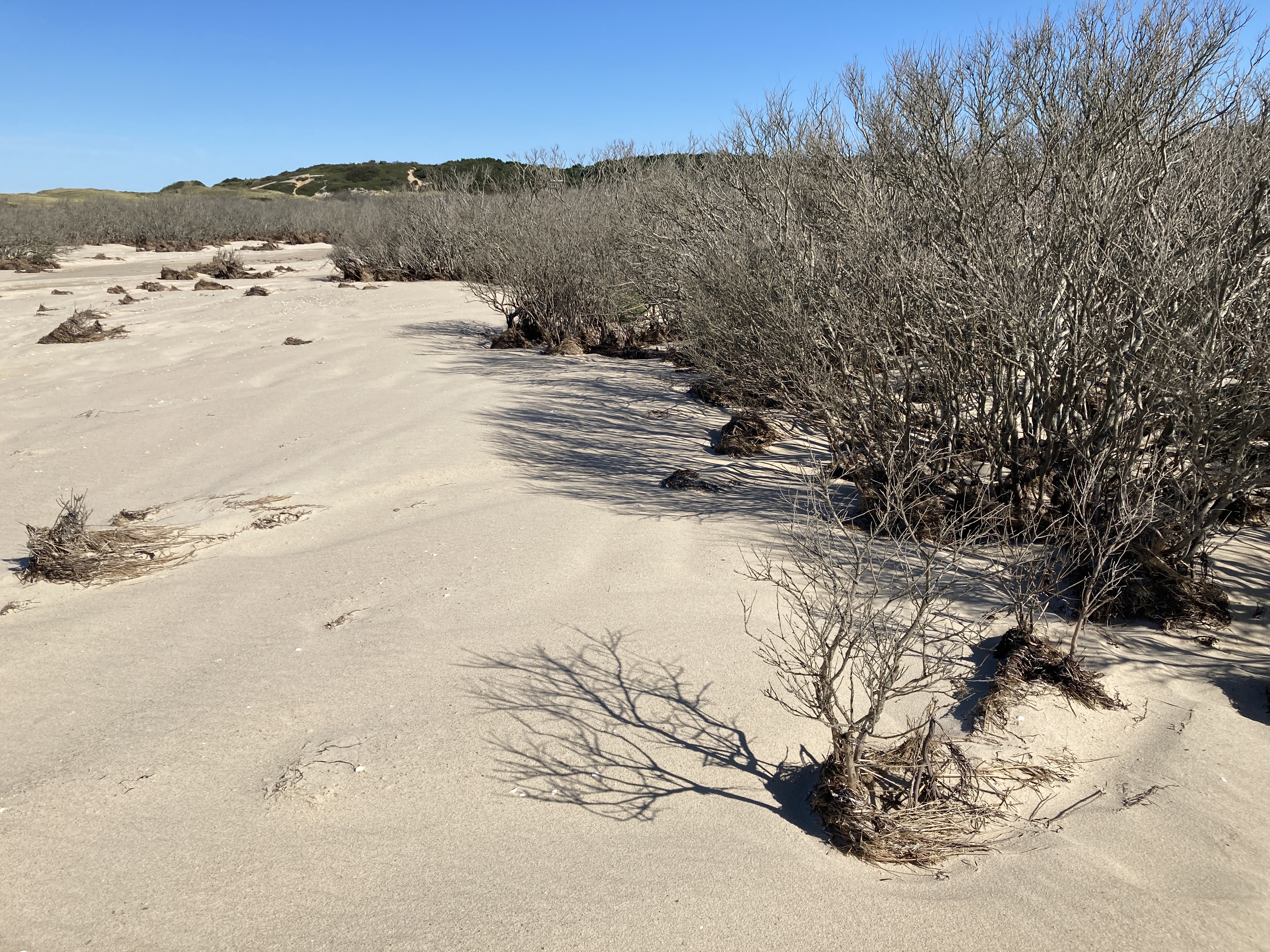 Coastsweep, 2023 – Wellfleet Conservation Trust