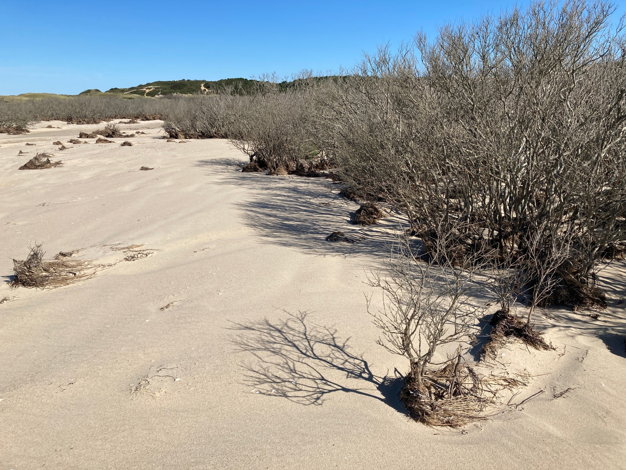 Blog – Wellfleet Conservation Trust