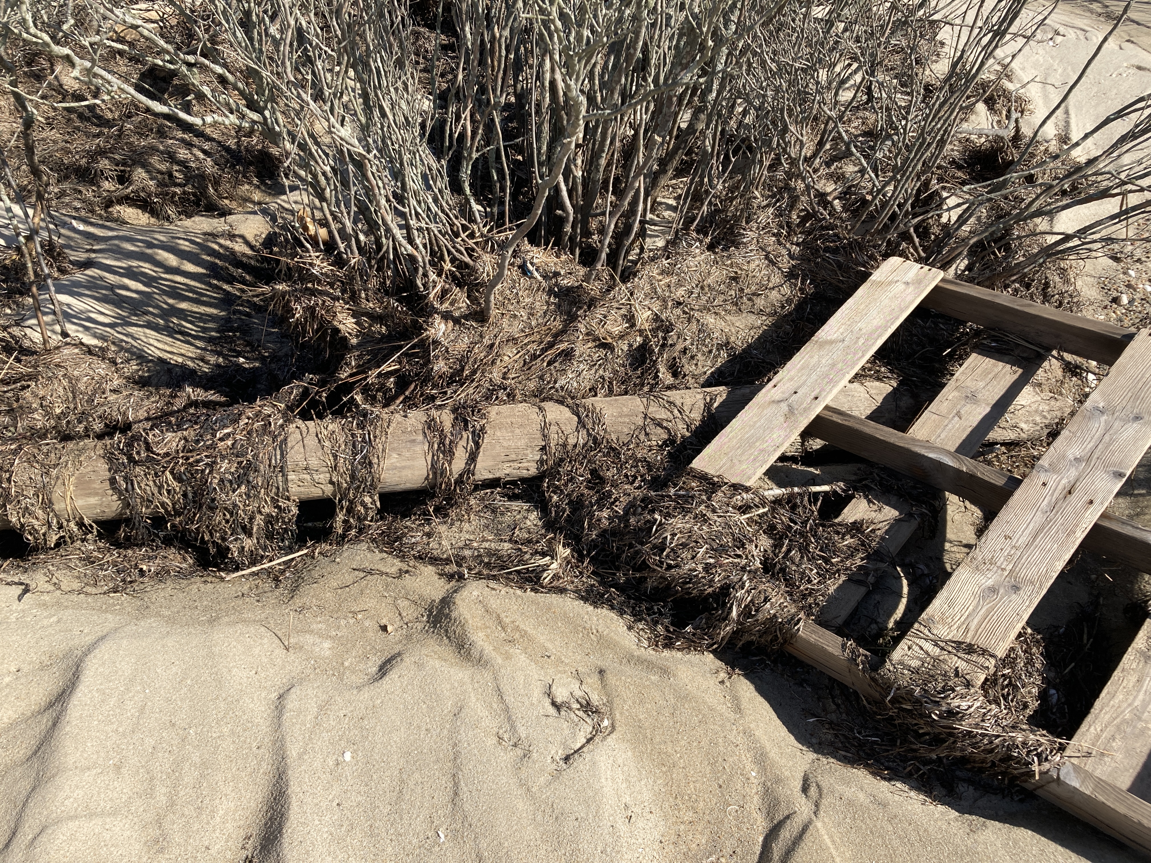 Coastsweep, 2023 – Wellfleet Conservation Trust